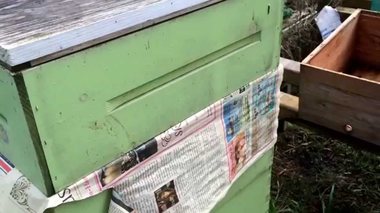 Newspaper Combine Two Beehives to One - YouTube