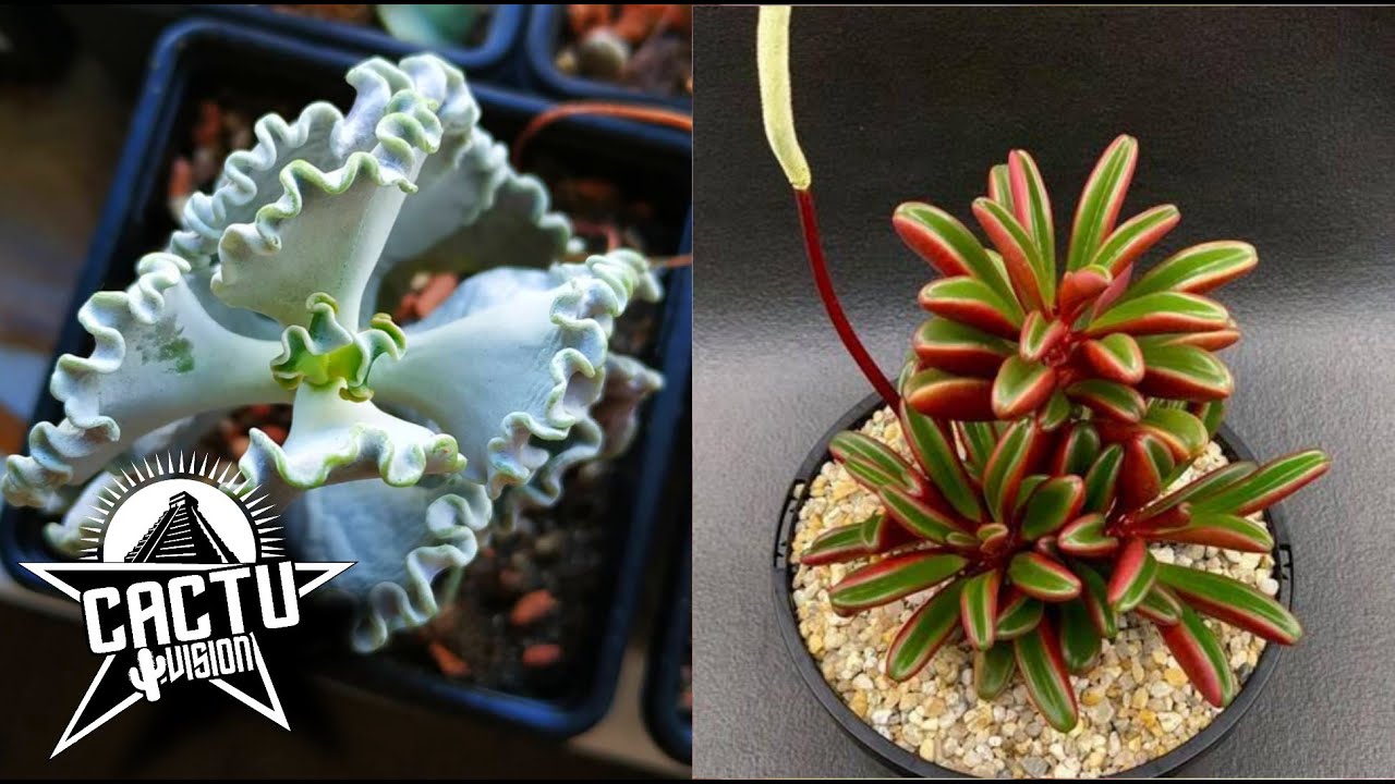 Top 7 Suculentas Exóticas Raras Pero Hermosas - YouTube