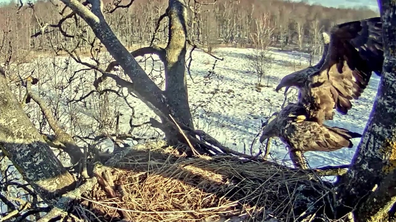 Merikotkas::White tailed eagles~Arrival Male! Mating on the Branch~10: ...