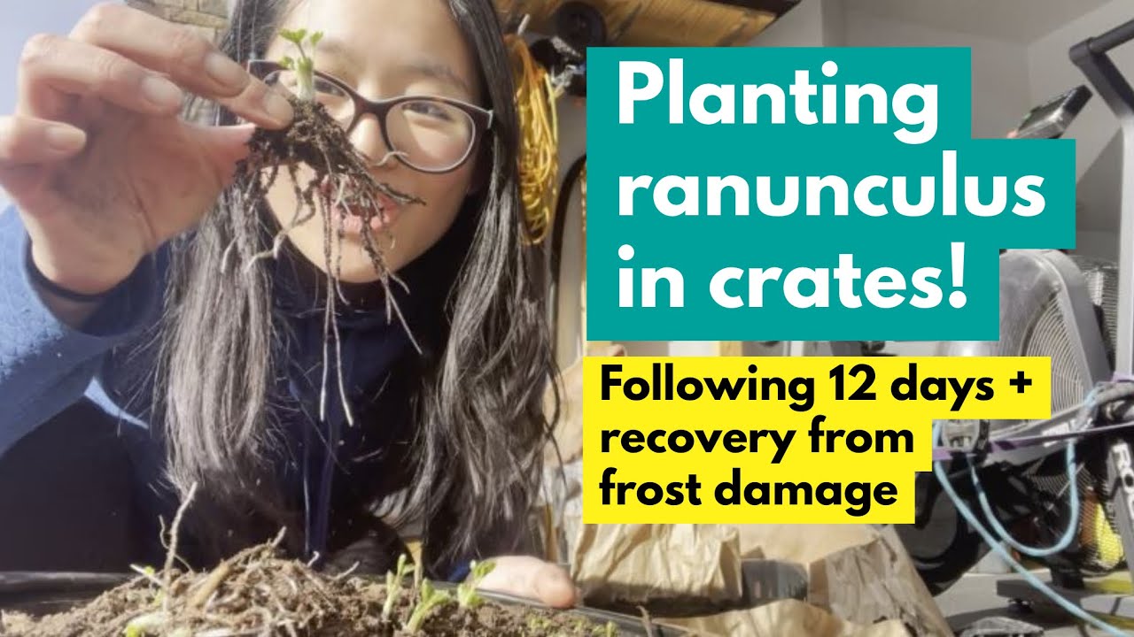Planting Ranunculus in Crates (Following 12 days + Recovery from frost ...