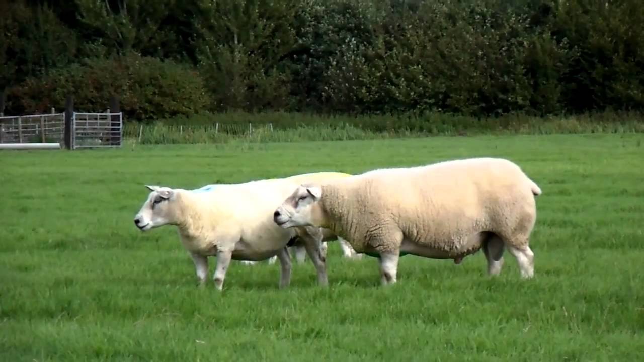 British Texel ram Fimber Norman (LJF07753) - YouTube