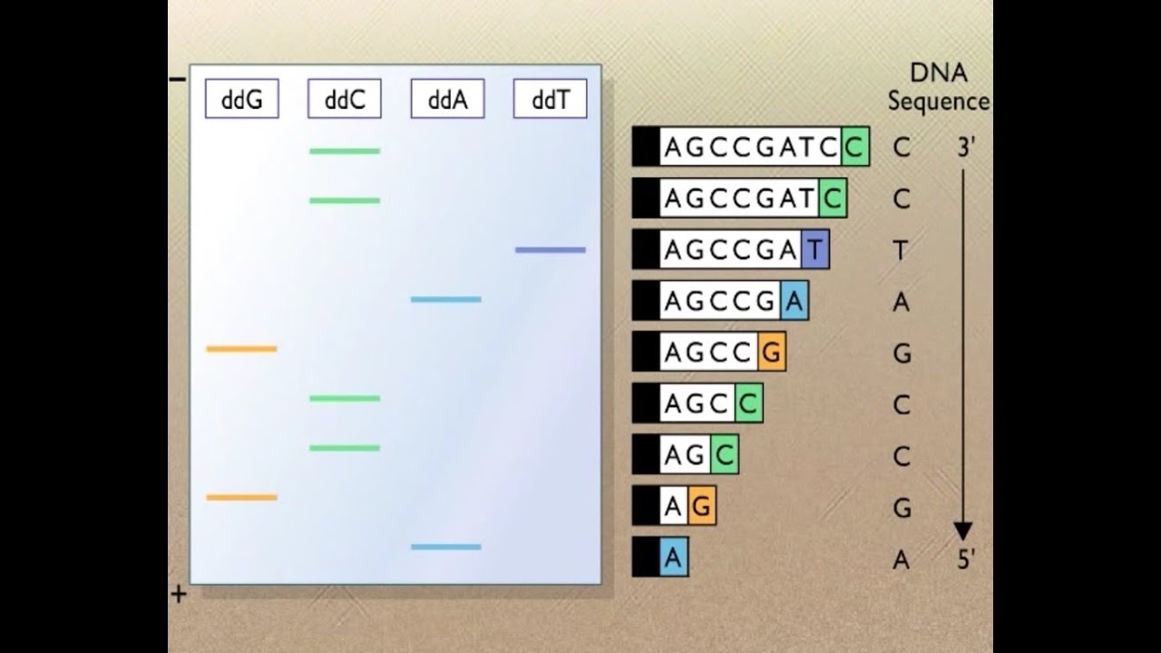Secuenciación del ADN - YouTube