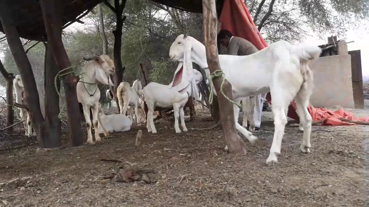 Gulabi bakra | Gulabi breedar | Gulabi goat | Gulabi kids | Gulabi ...