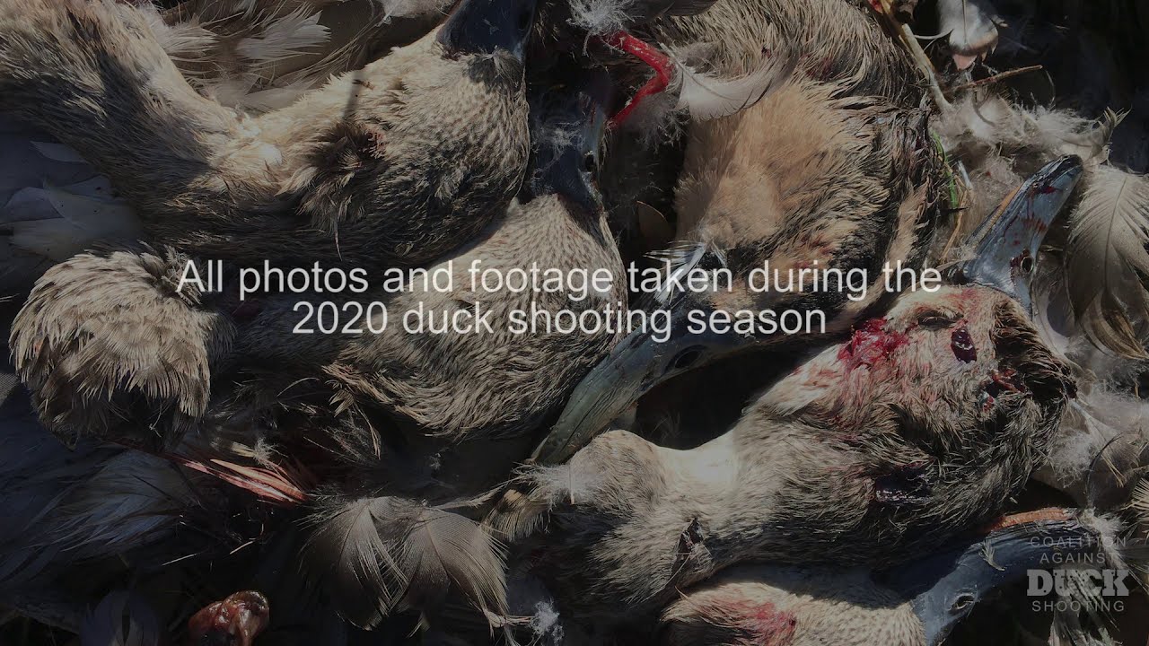 2020 Victorian duck shooting season - YouTube