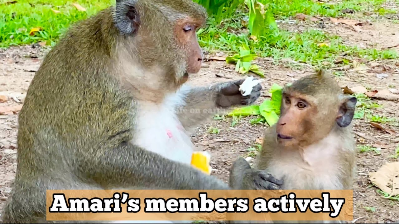 Mixing about some interesting from monkeys of troop monkeys Amari ...