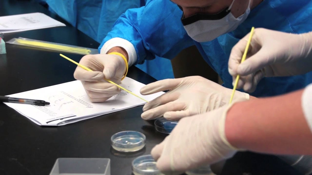 Gr. 12 IB Biology -Glowing E.coli Experiment - YouTube