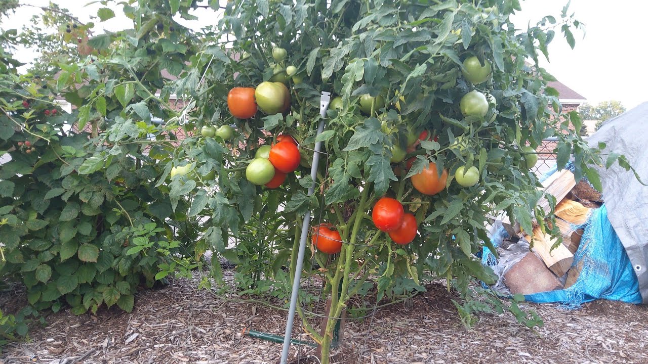 Preventing Tomato Cracking: Hossinator Tomato Harvest 7/22/24 🌦️ # ...