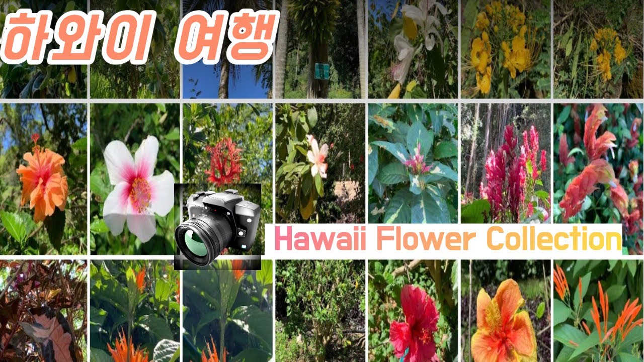 하와이 꽃 종류~Hawaii Flower Collection - YouTube