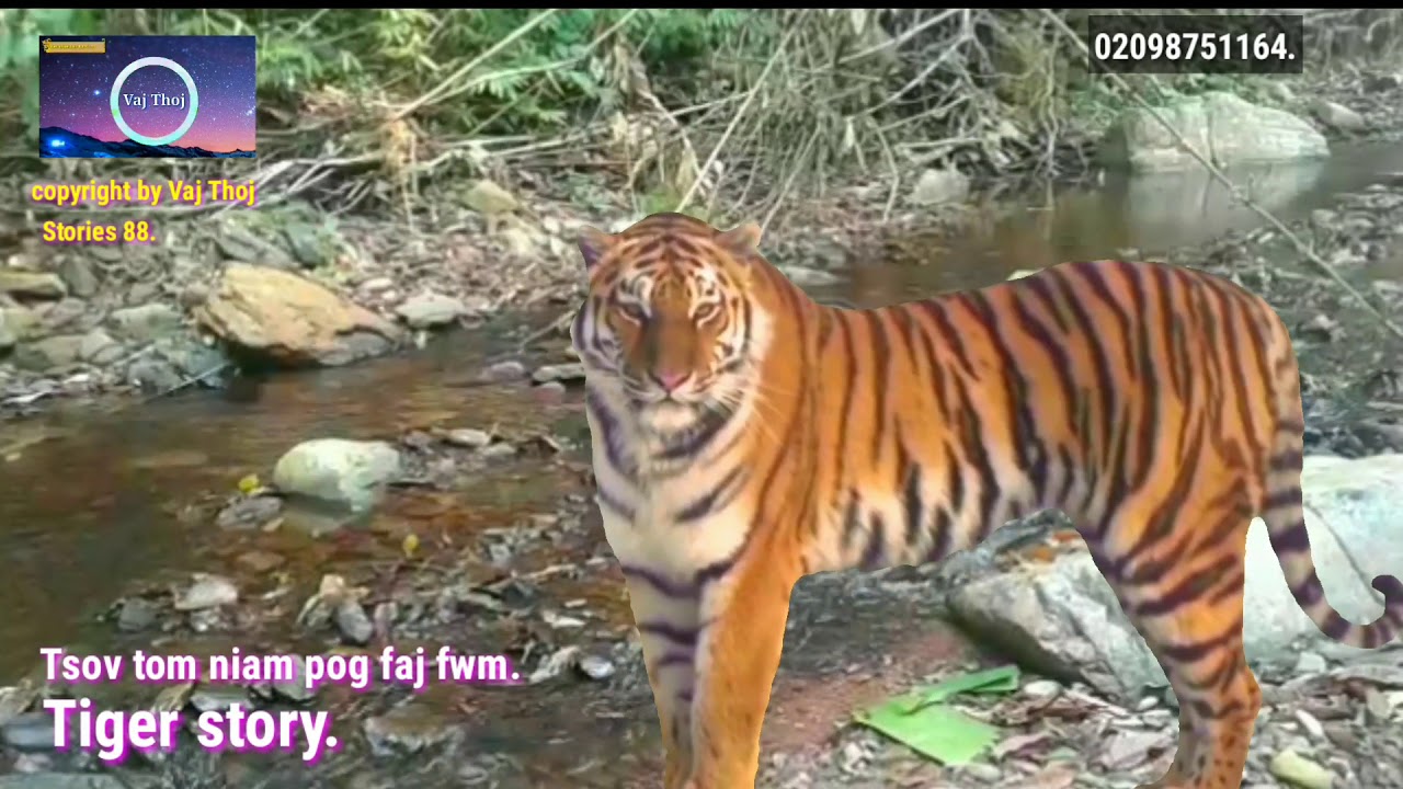 Tsov tom pog paj fwm 20/4/2019. - YouTube