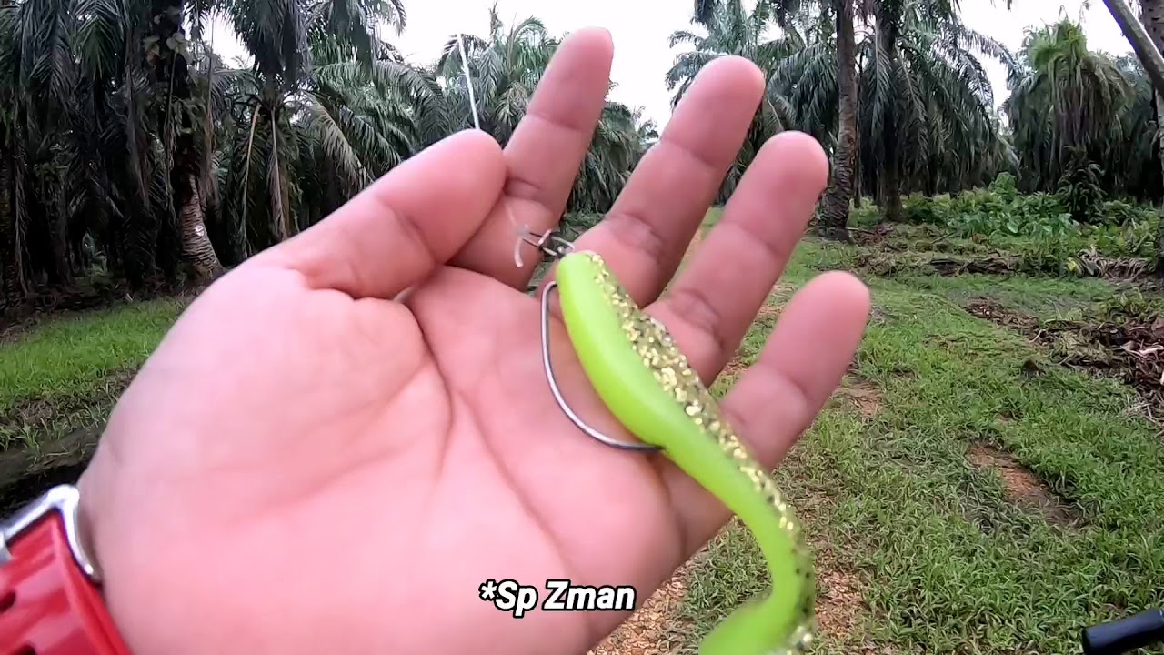 Pesta Curut di Parit baru cuci__cating haruan or ikan gabus (GoPro Hero ...
