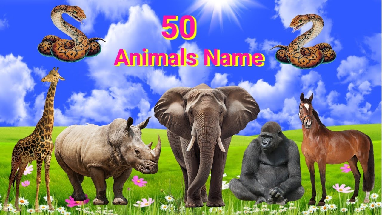 50 Animals Name in English || ৫০ পশুর নাম ইংরেজিতে || Wild Animals ...