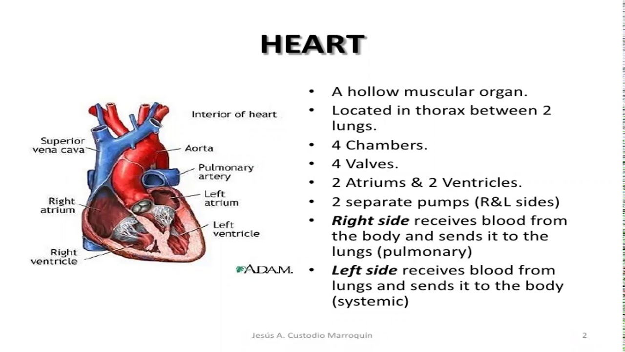 Comparative Animal Anatomy and Physiology - YouTube