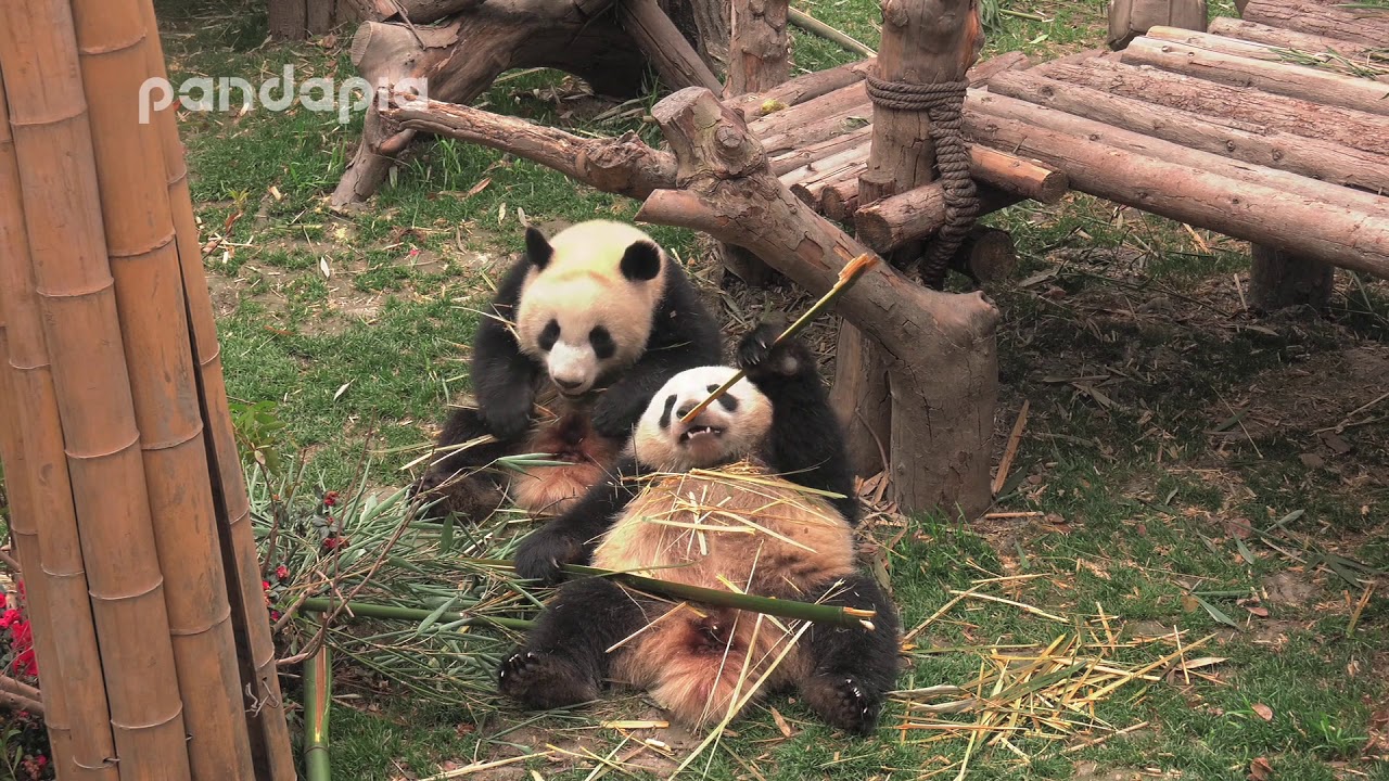 Panda cubs eat bamboo in the yard - YouTube