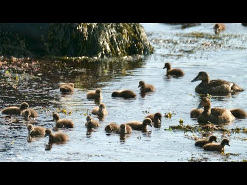 Common Eider Creche - YouTube