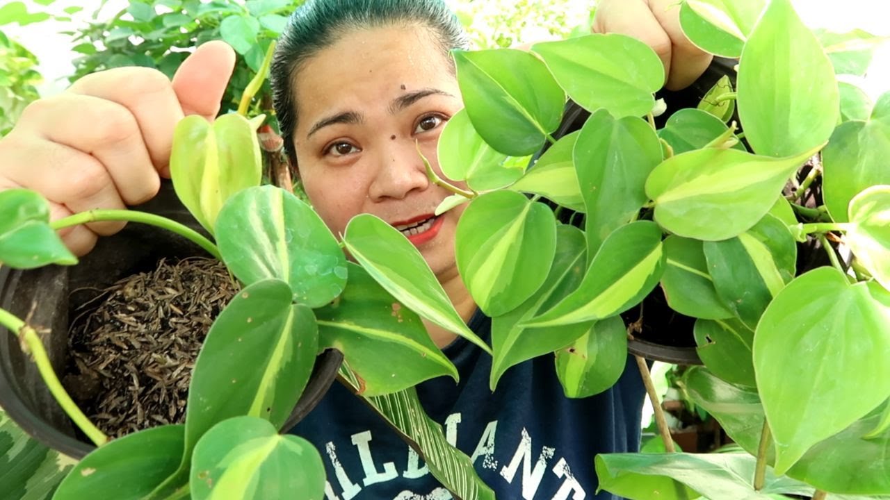 MAY TRUST ISSUE NA AKO! ANO ANG PAGKAKAIBA NINA PHILODENDRON BRAZIL AT ...