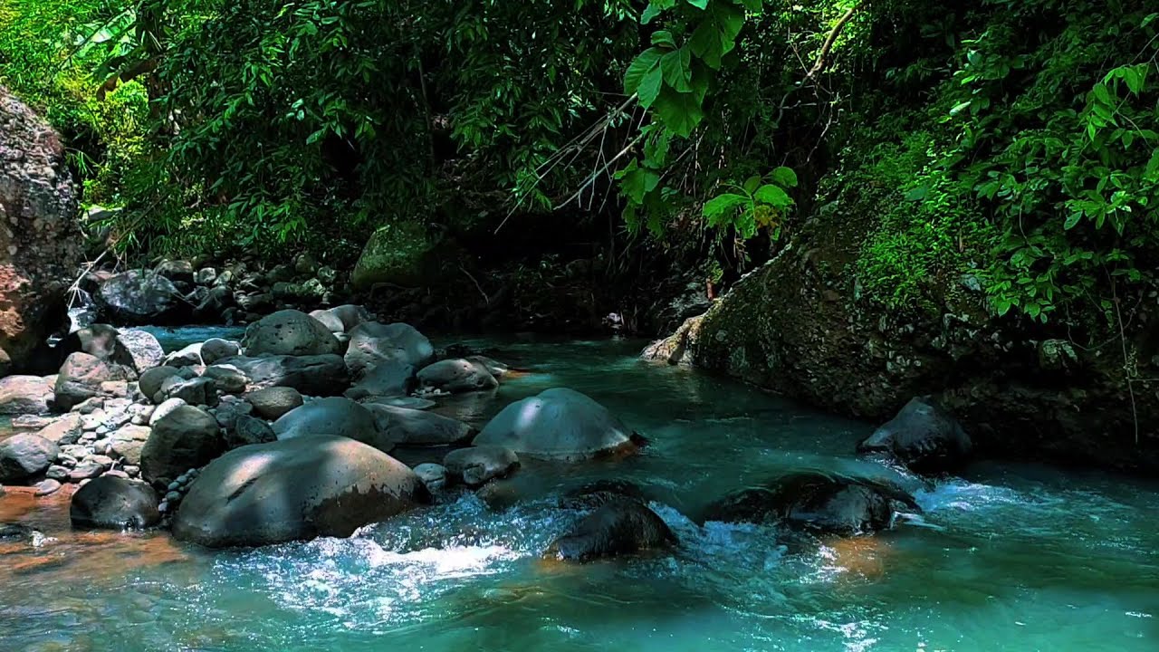 Calming Forest Stream Sounds And Relaxing Nature Scenes For Instant ...