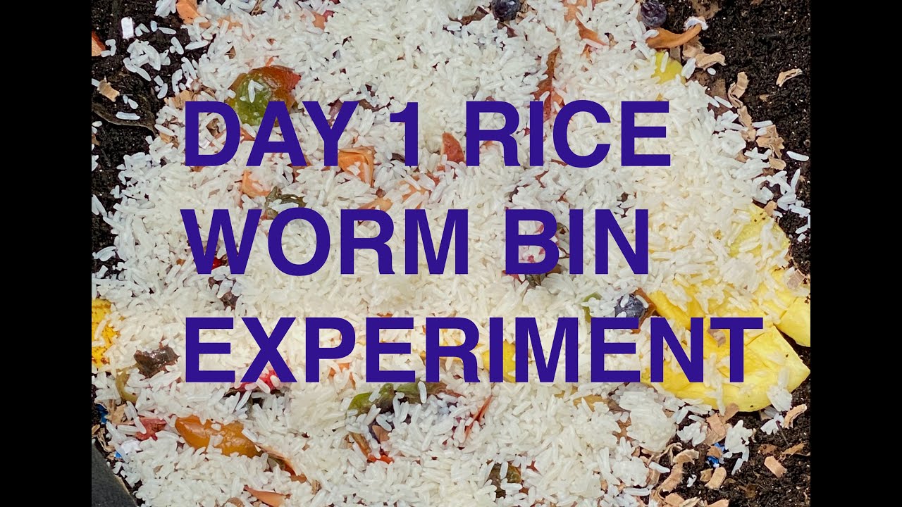 Rice Experiment Mango Seed Update + Ending Time Lapse Outdoor Worm Bin ...