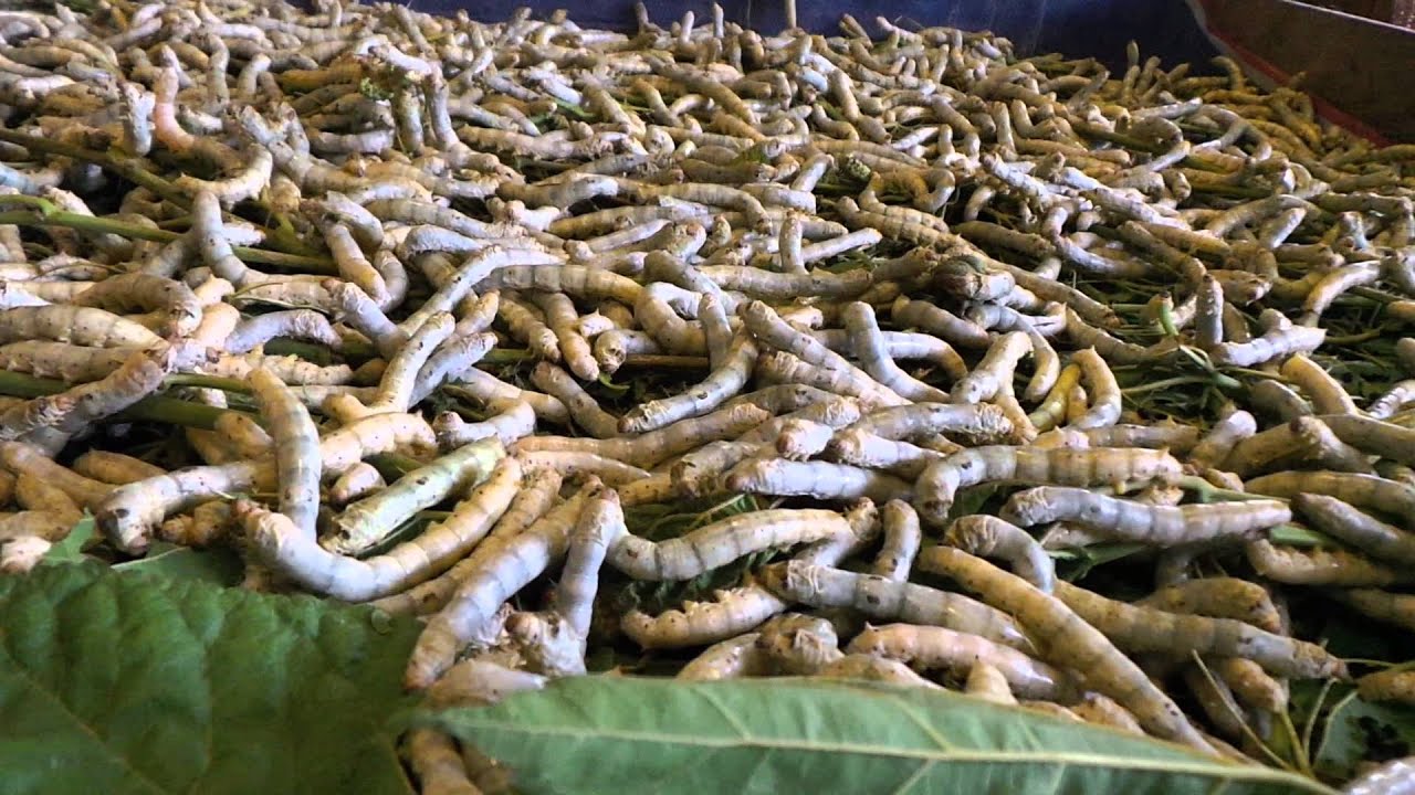 Cocoon Life Cycle - YouTube