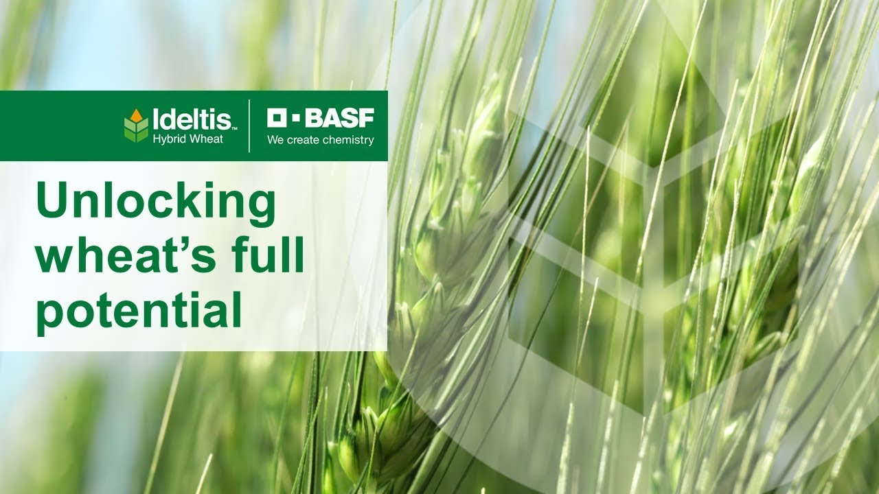 Ideltis Hybrid Wheat From BASF - YouTube
