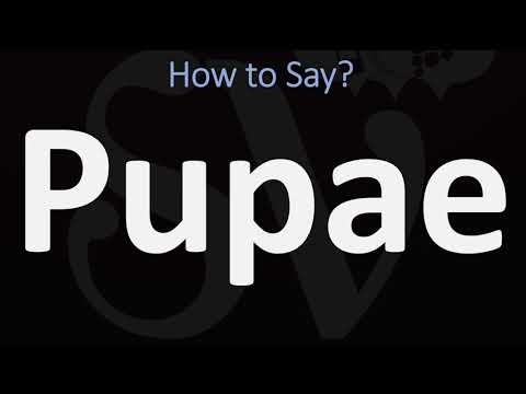 How to Pronounce Pupae? (CORRECTLY) - YouTube