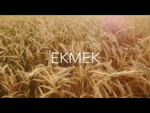 Buğday Başakları