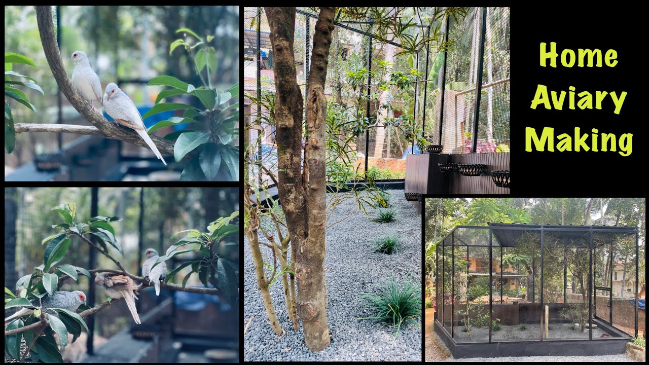 Beautiful Home Aviary Making l Exotic Birds l Nature Crafts - YouTube