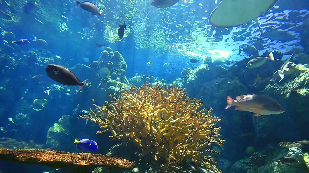 Les poison dans la mer. - YouTube