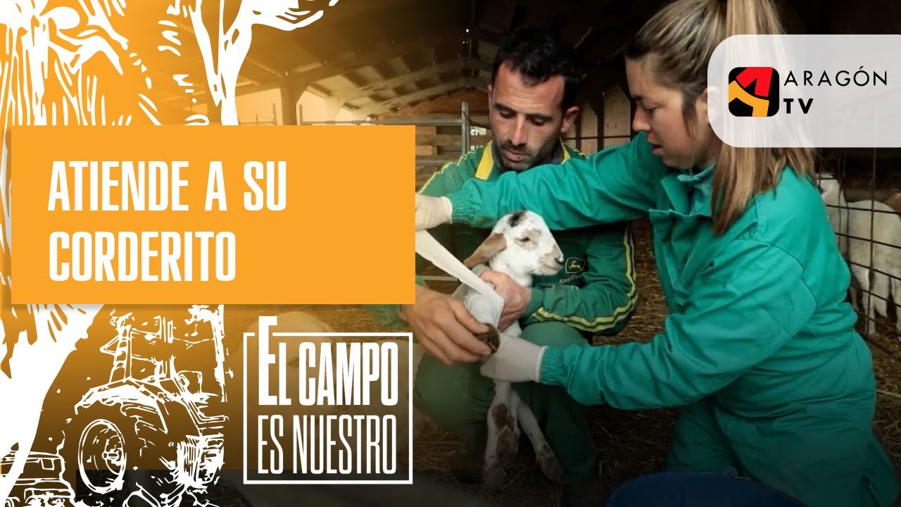 Atiende a su corderito escayolado - YouTube