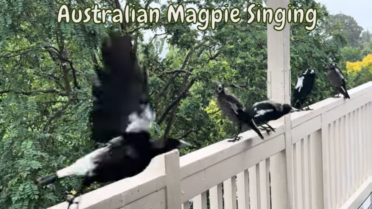 Australian Magpies Singing - YouTube