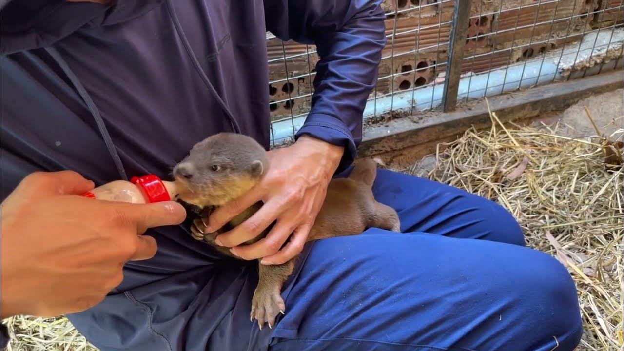 LIVE Should I Feed The Sick Baby Smooth Coated Otters YouTube live-should-i-feed-the-sick-baby-smooth-coated-otters-youtube