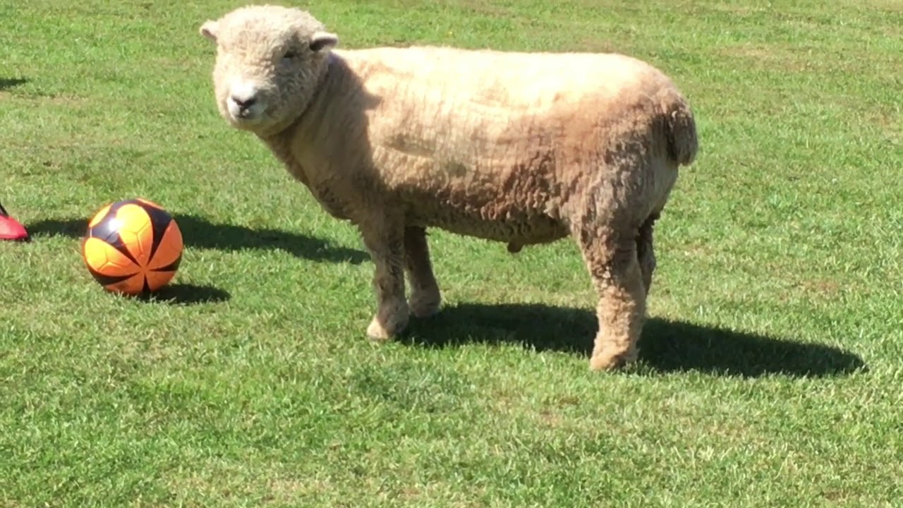 Our Pet Sheep Fudge Playing Football With Kyle - YouTube