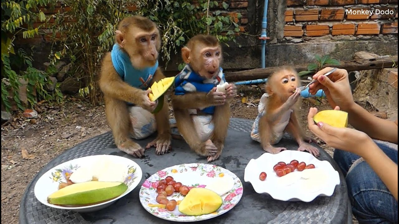 Wow Family Monkey!! Three Monkey Join Meal Together - YouTube
