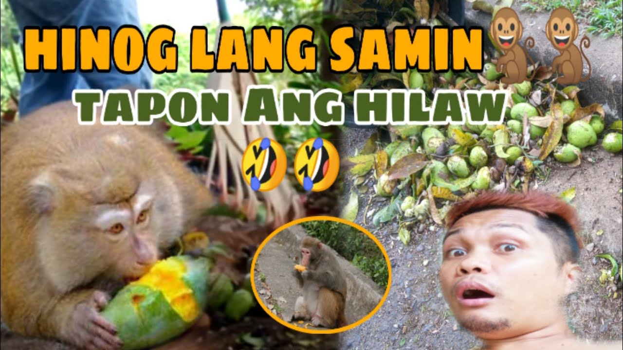 MONKEY IN SUBIC: MONKEY IN BINICTICAN/TON PH - YouTube