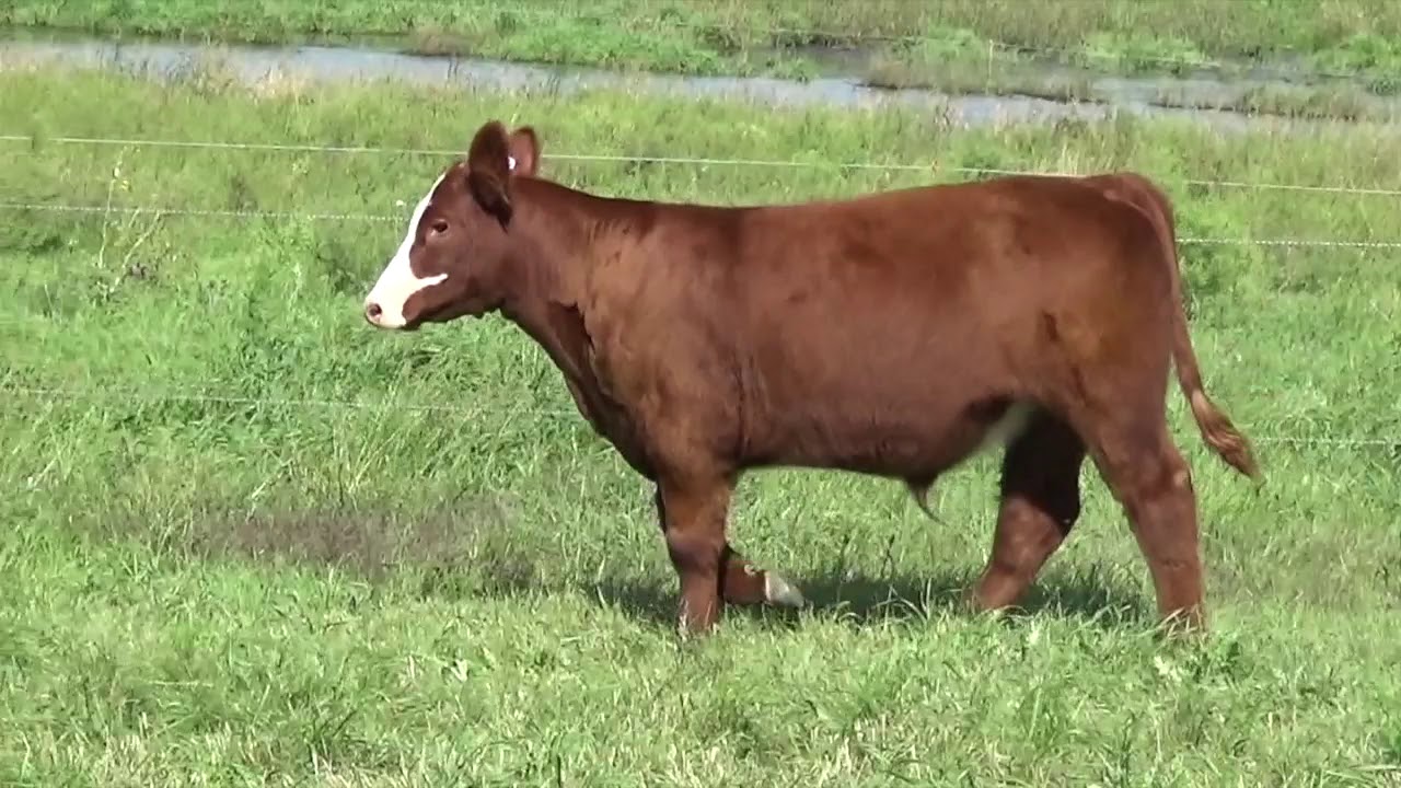 RJ Tag 4 Bank Roll Steer Sells 9.19 On SC Online Sales - YouTube