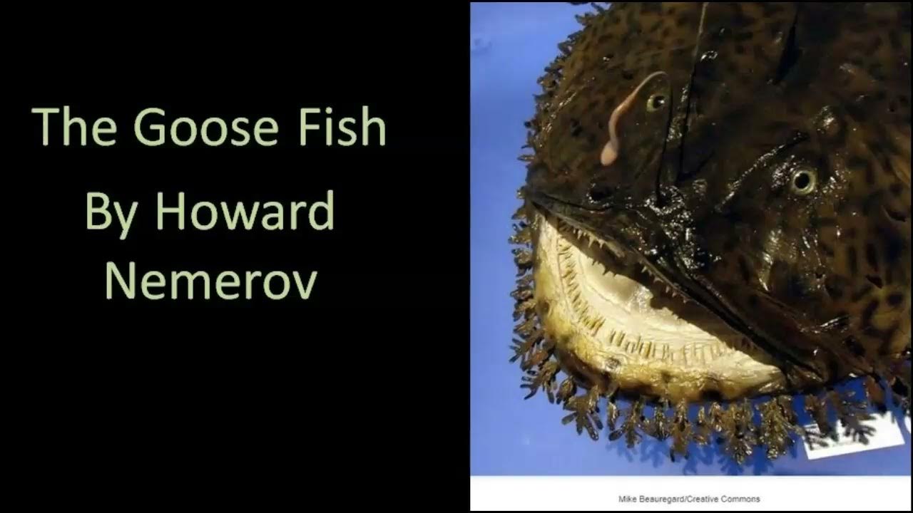 The Goose Fish - YouTube
