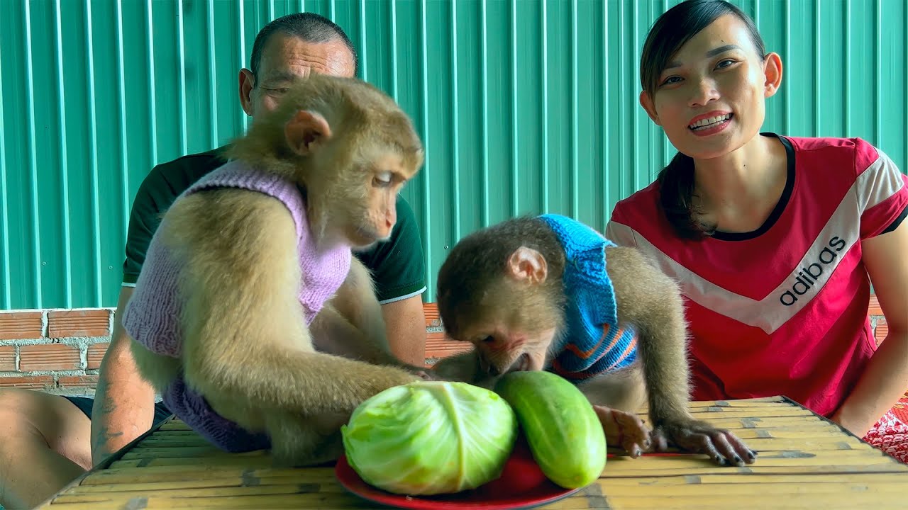 Monkey Sam tells Asher to calm down, I will let you eat - YouTube