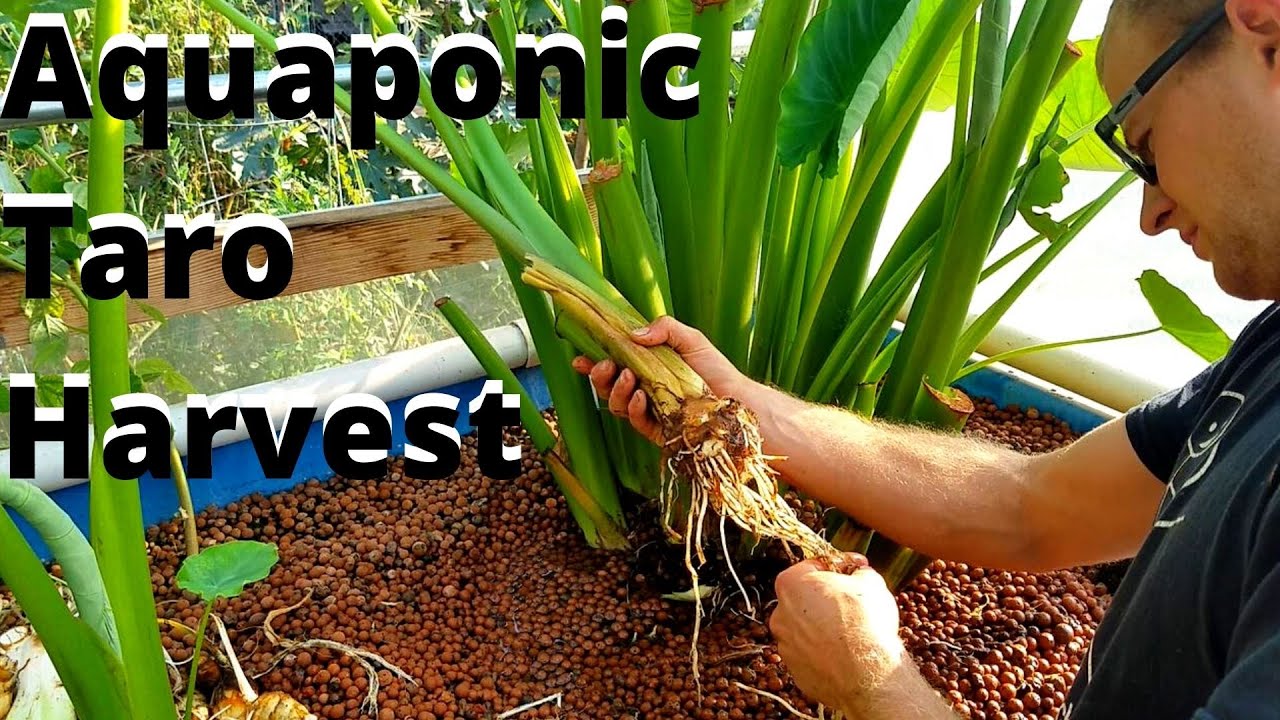 Harvesting the taro in my aquaponics system (should you grow taro in ...