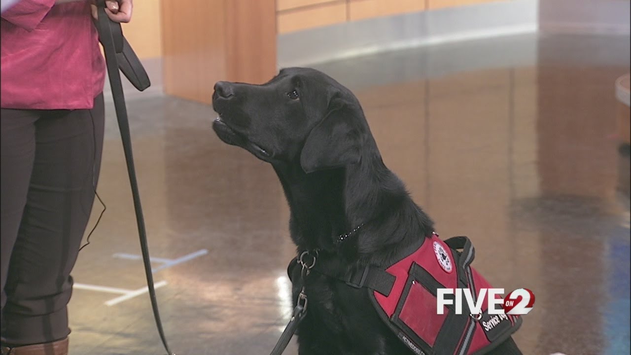 4 Paws for Ability's virtual marathon underway - YouTube