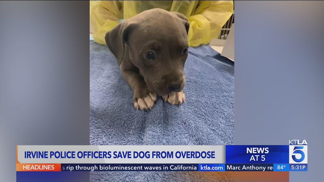 Irvine police save puppy from overdosing on narcotics - YouTube