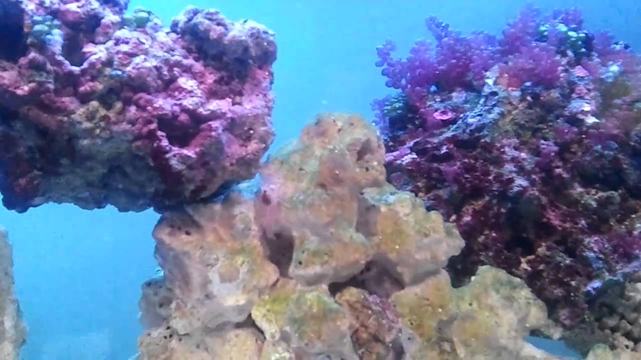 Gamba mama comiendo y bebes gambitas - YouTube