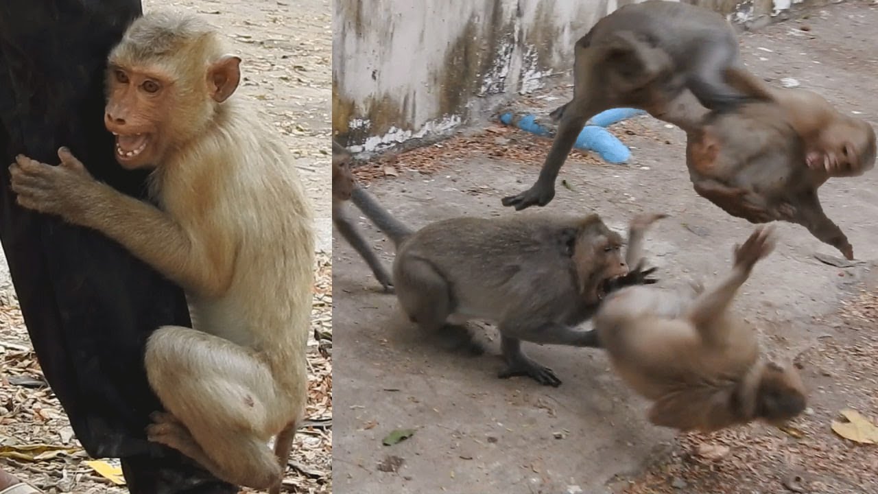 Monkey are aban.doned, hugging human legs call to help, a group of wild ...