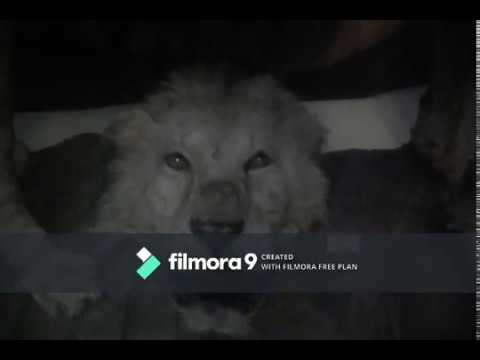 Leftover: A film by Steven Forester - YouTube