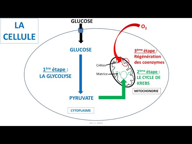 étapes Du Cycle De Krebs