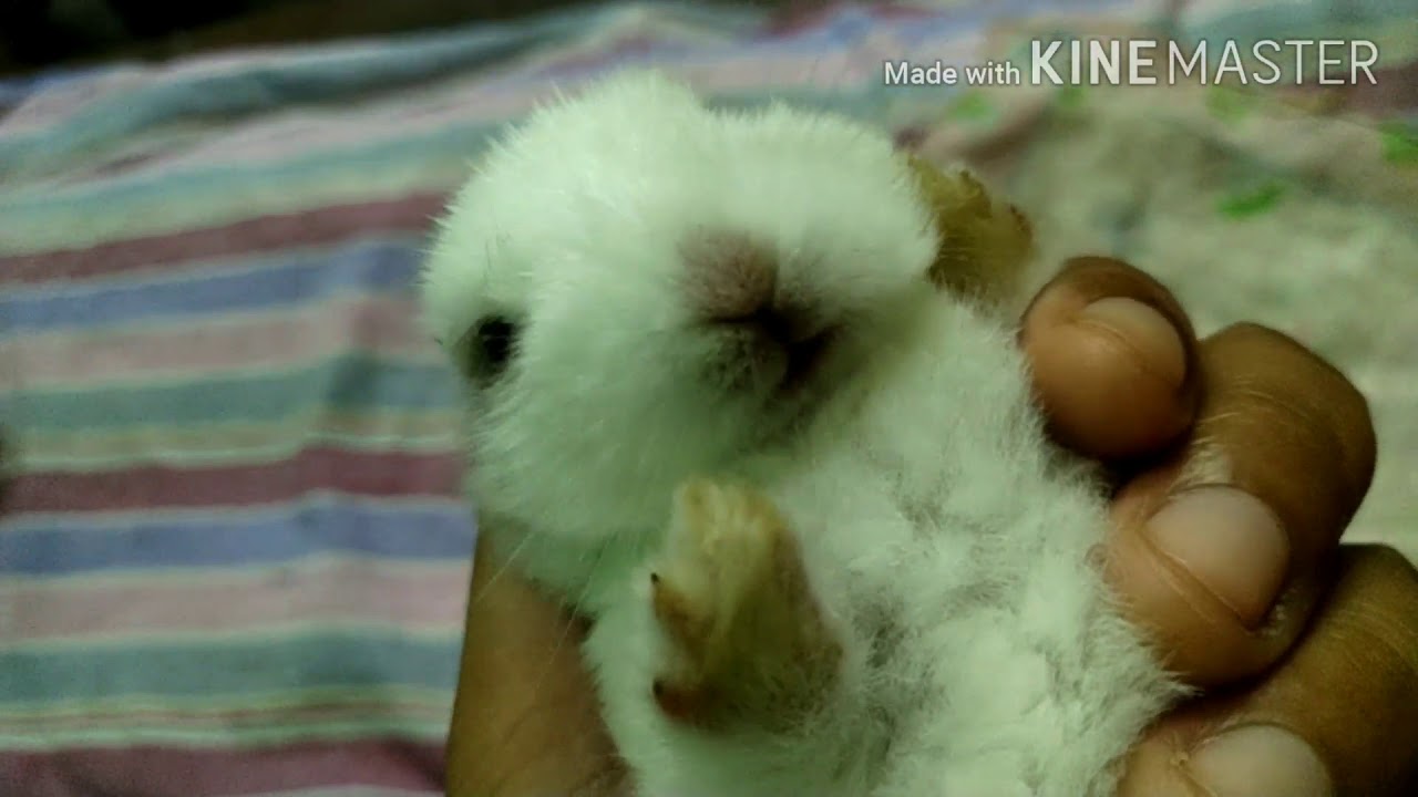 Baby bunny growth compilation part 2 - YouTube