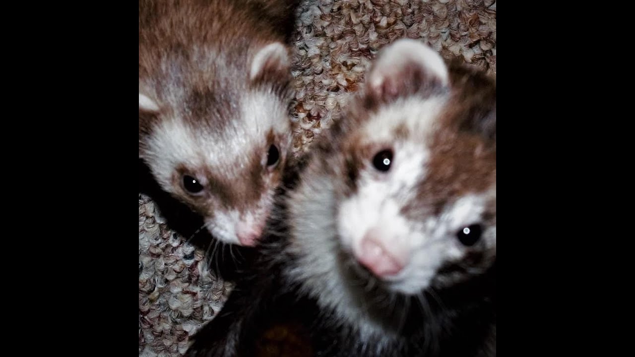 7 Years of Ferret Memories (Youth to Death) RIP PEPPER AND BUTTERCUP ...