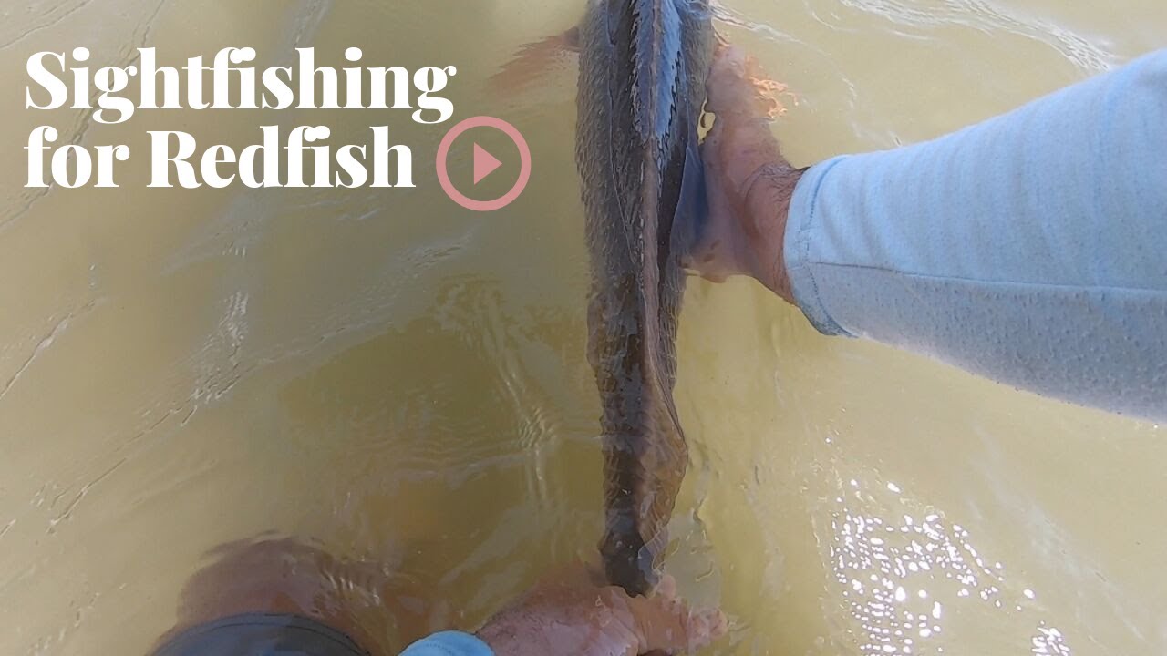 Sight fishing Inshore Shallow Water Redfish (Sight Casting Redfish ...