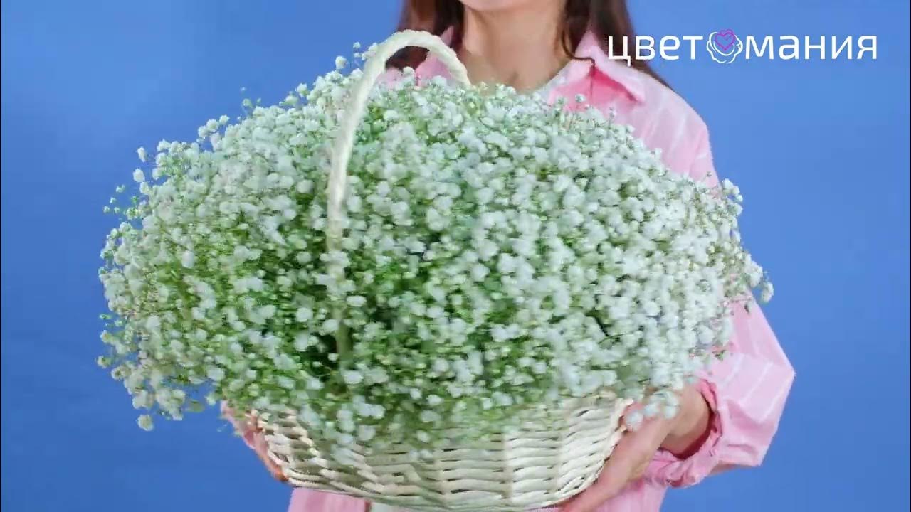 Гипсофилы в корзине - YouTube