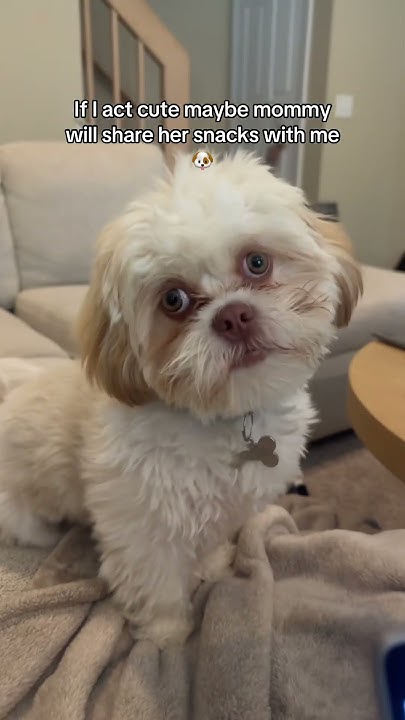 🐶 #dogshorts #puppyshorts #puppy #funny #ytshorts #trending #shihtzu #cutedog #youtubeshorts # ...