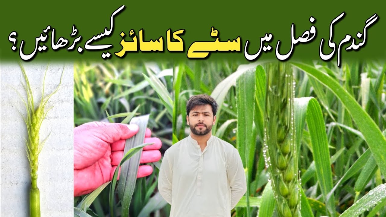 Best Foliar Application at Booting Stage Of Wheat Crop | Get More ...