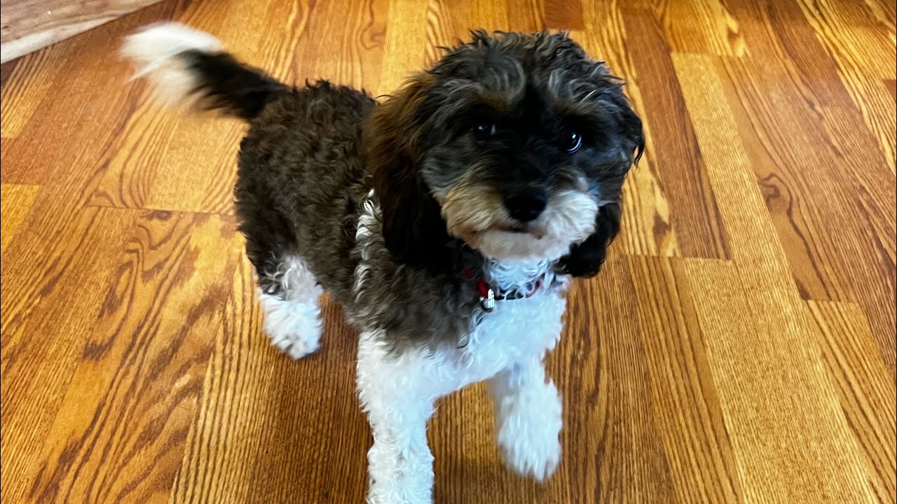 Lucie - Cavapoo puppy training! - YouTube